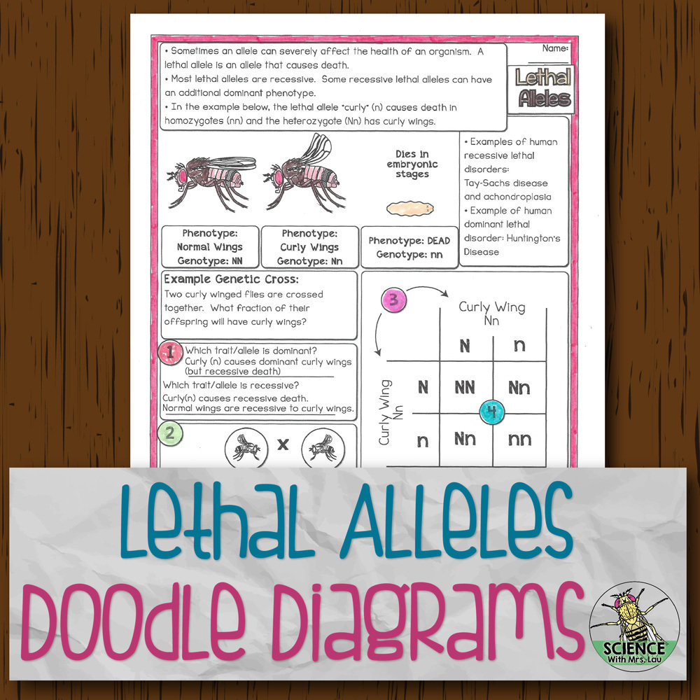 Lethal Alleles Doodle Diagrams | Store - Science and Math with Mrs. Lau