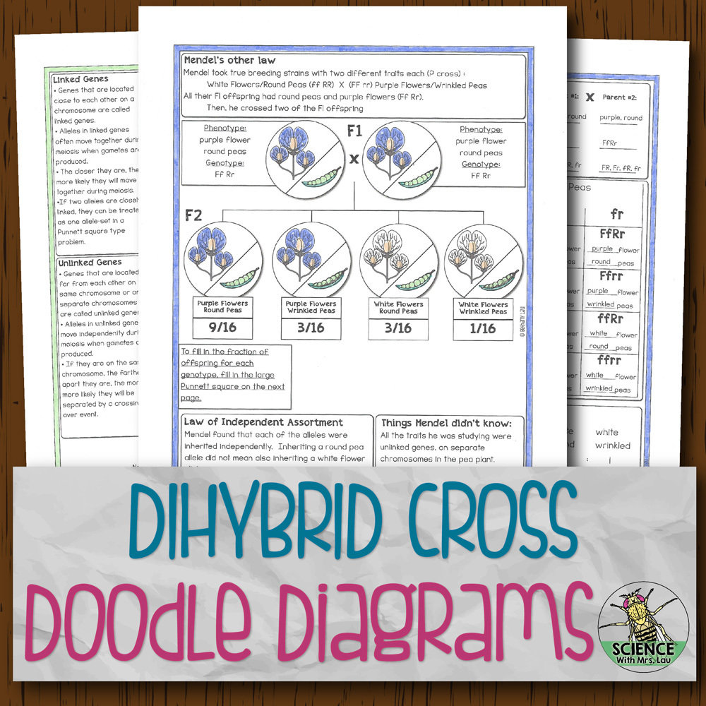 Dihybrid Crosses Doodle Diagrams | Store - Science and Math with Mrs. Lau