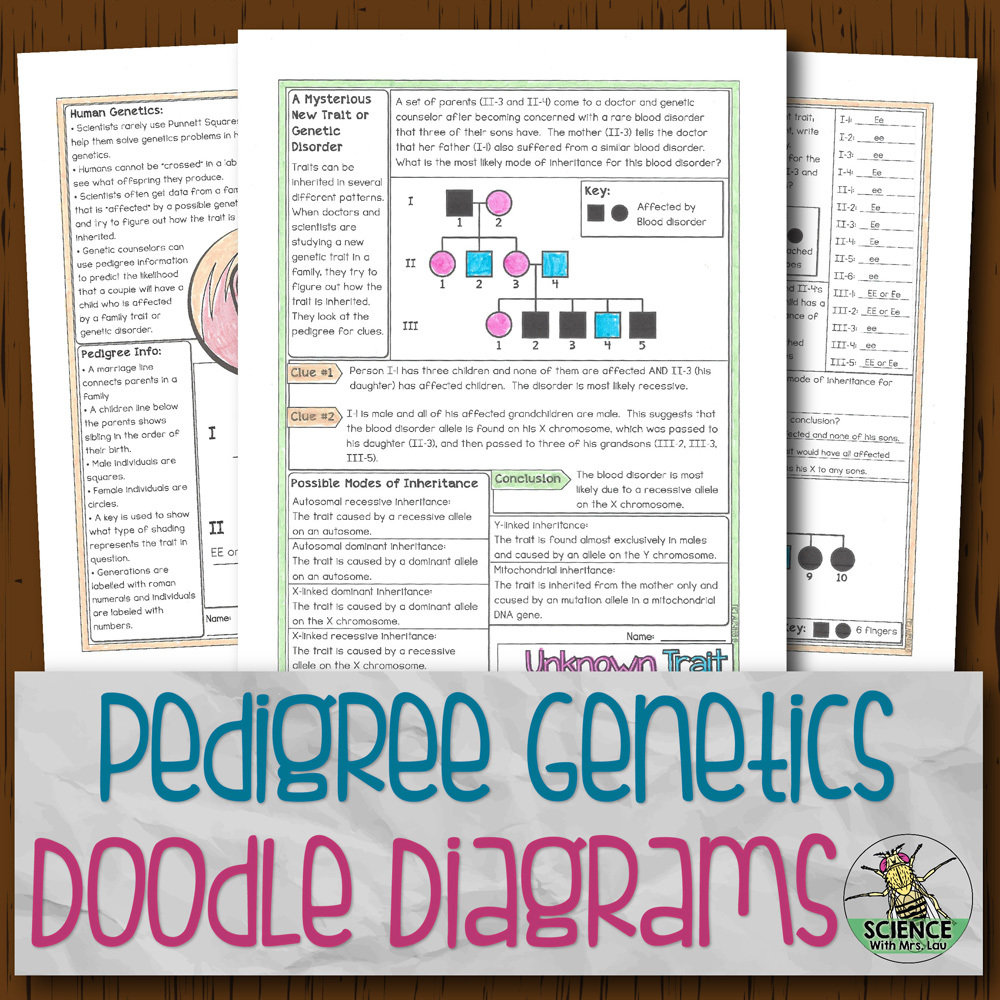 Pedigree Genetics Doodle Diagrams | Store - Science and Math with Mrs. Lau