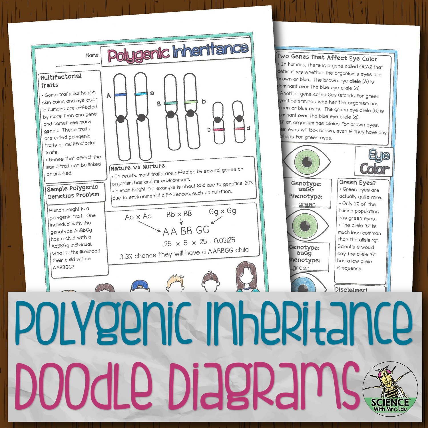 Polygenic Inheritence Doodle Diagrams | Store - Science and Math with ...