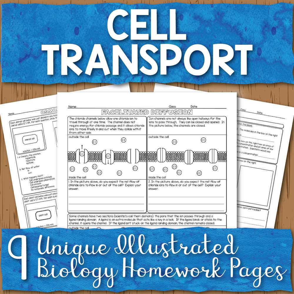 Cell Transport Homework Pages | Store - Science and Math with Mrs. Lau