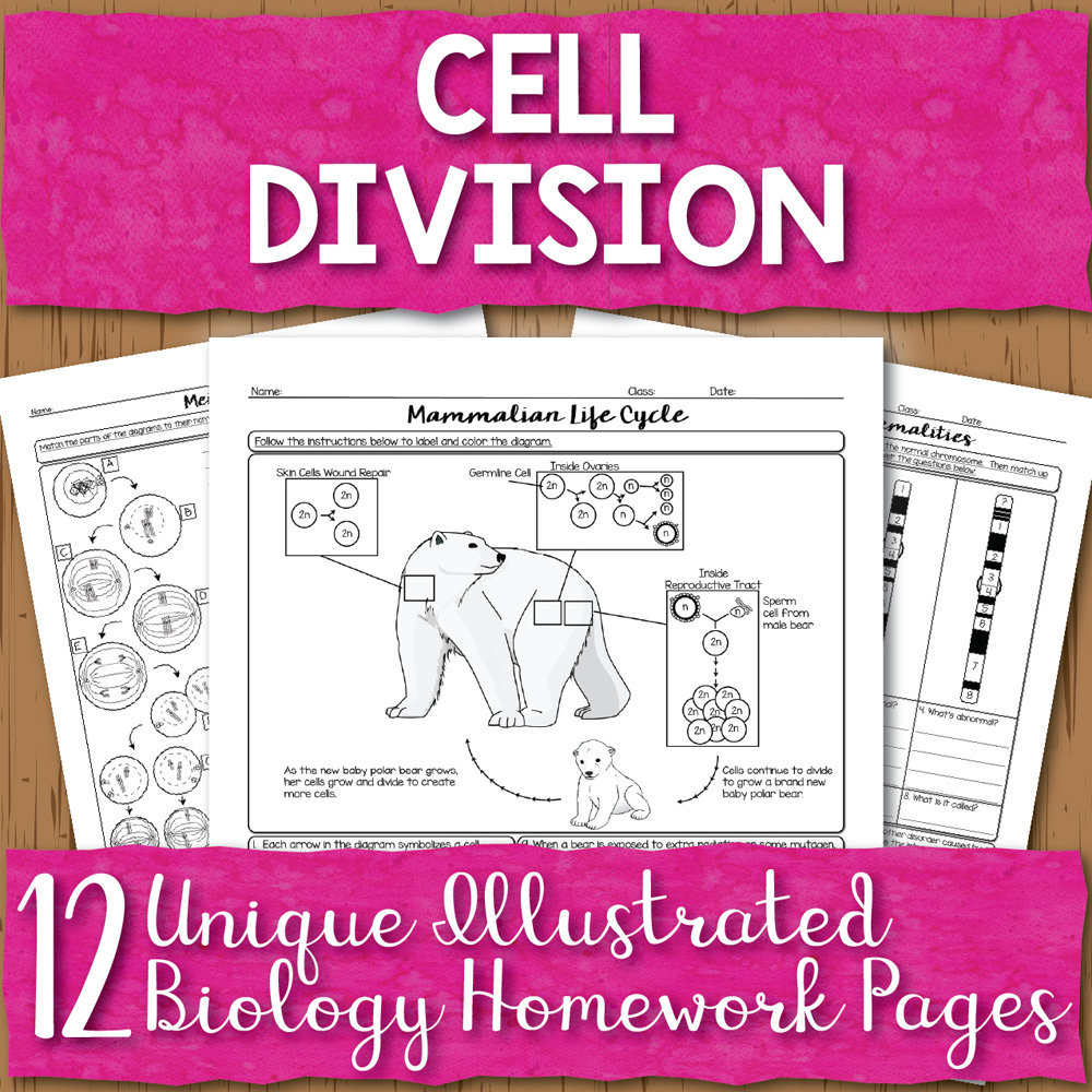 Cell Division Homework Pages | Store - Science and Math with Mrs. Lau