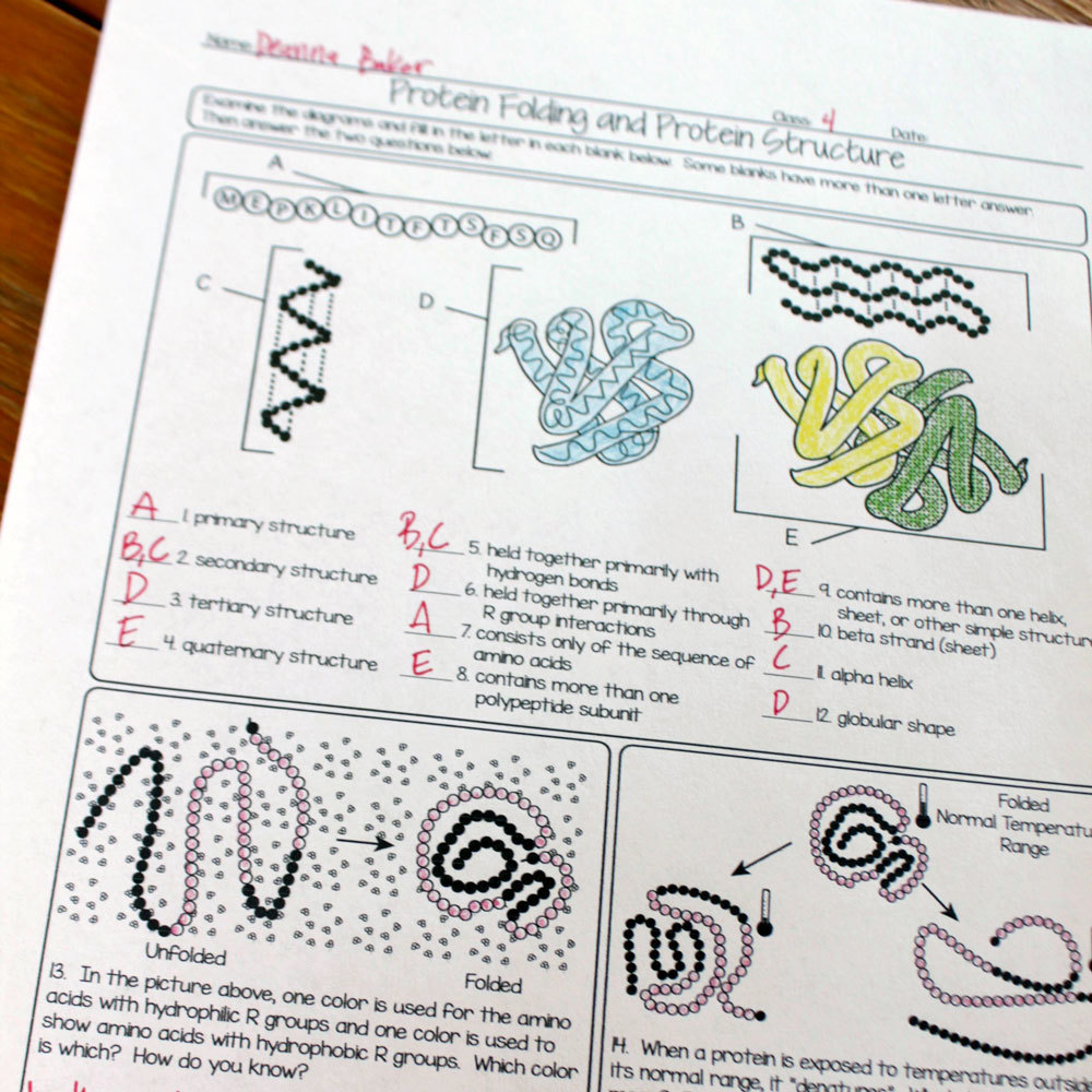 Unit 2: Biochemistry Resources | Store - Science and Math with Mrs. Lau