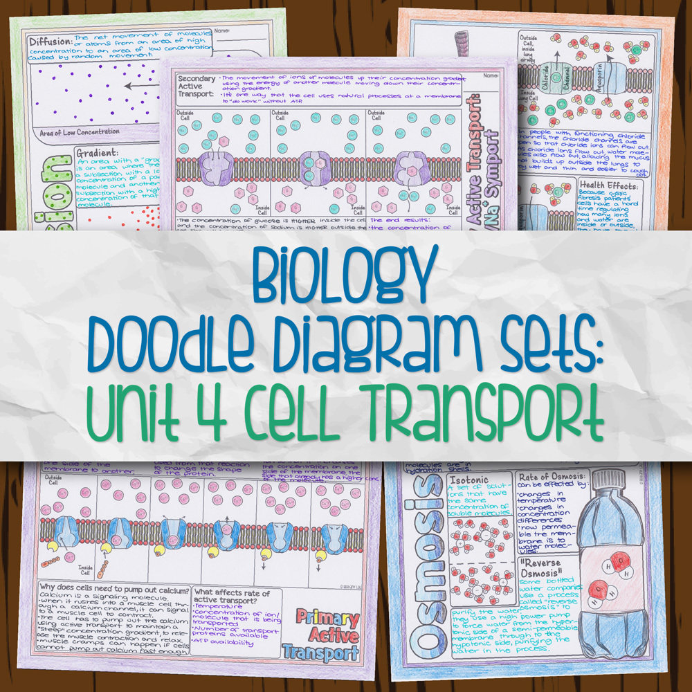 Biology Unit 4 Doodle Diagram Notes Cell Transport | Store - Science ...