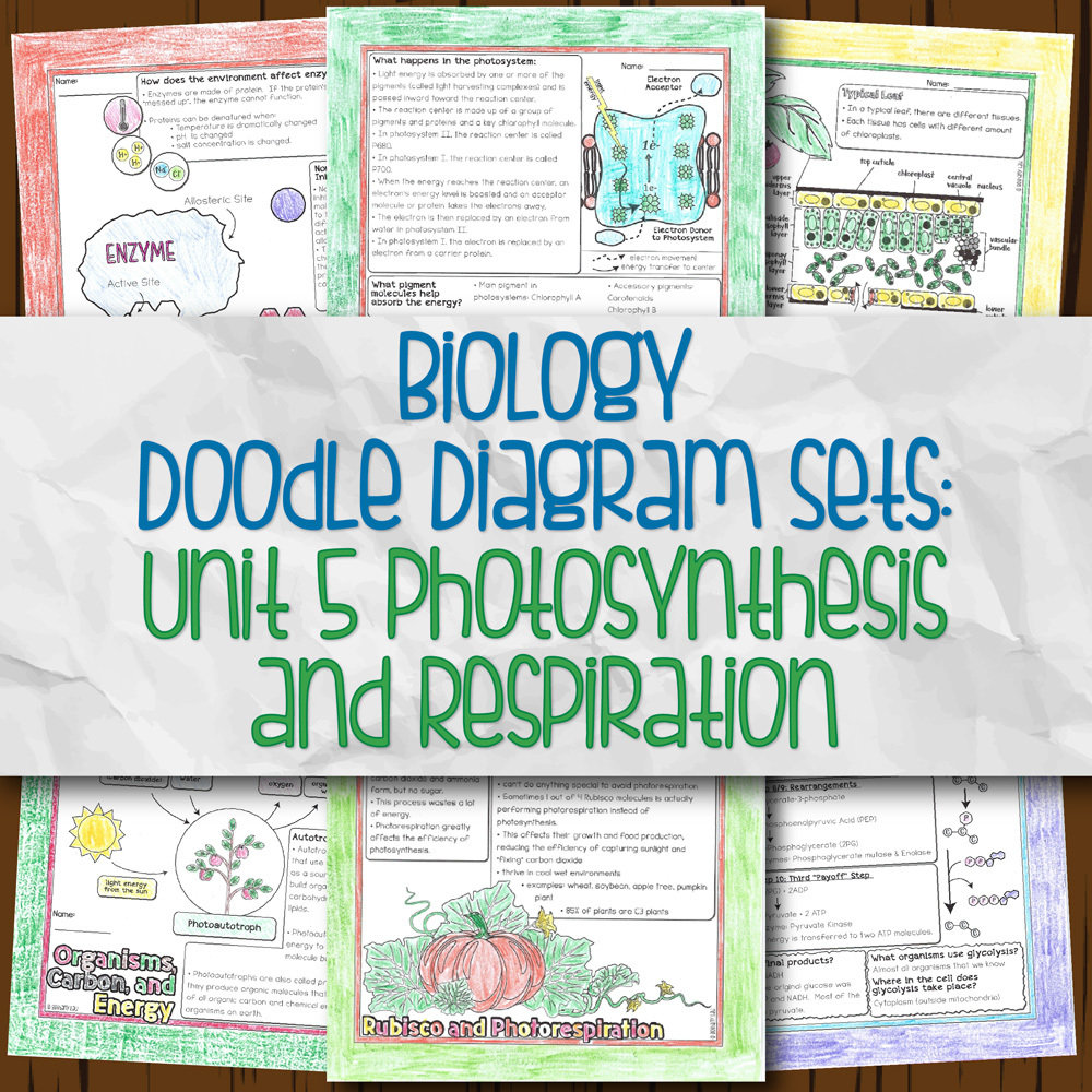 Biology Notes Photosynthesis and Respiration | Store - Science and Math ...
