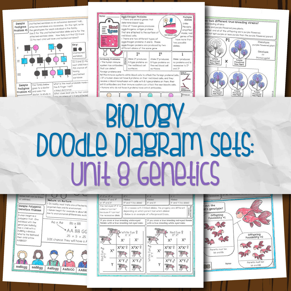 Biology Unit 8 Doodle Diagram Notes for Genetics | Store - Science and ...