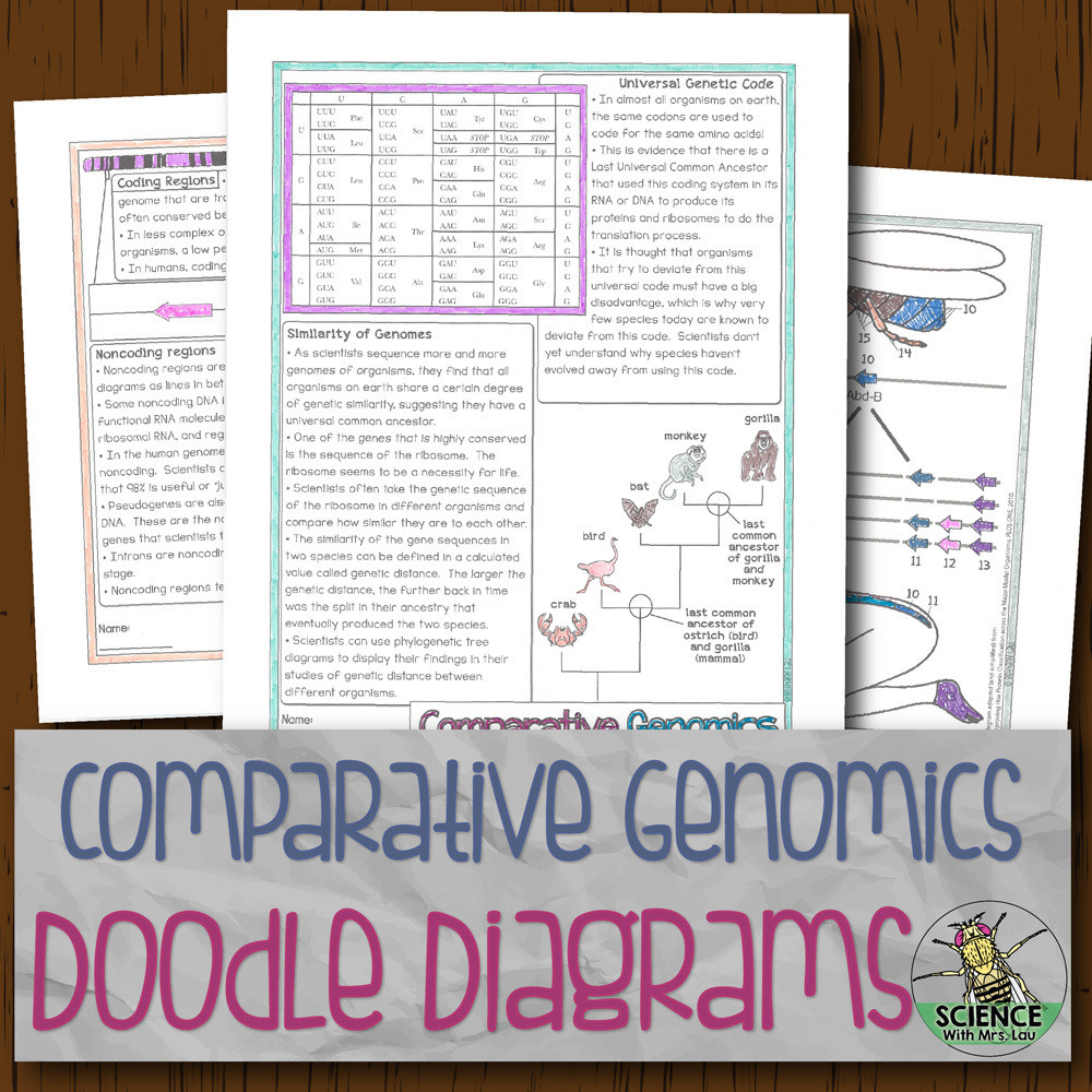Comparative Genomics Doodle Diagrams | Store - Science and Math with ...