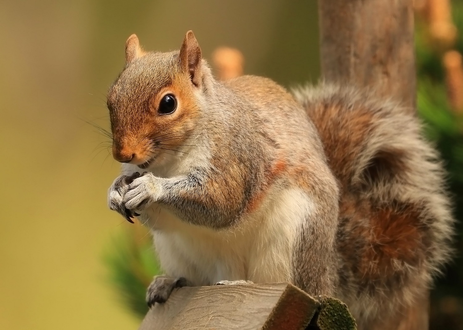 Furry Backyard Critters