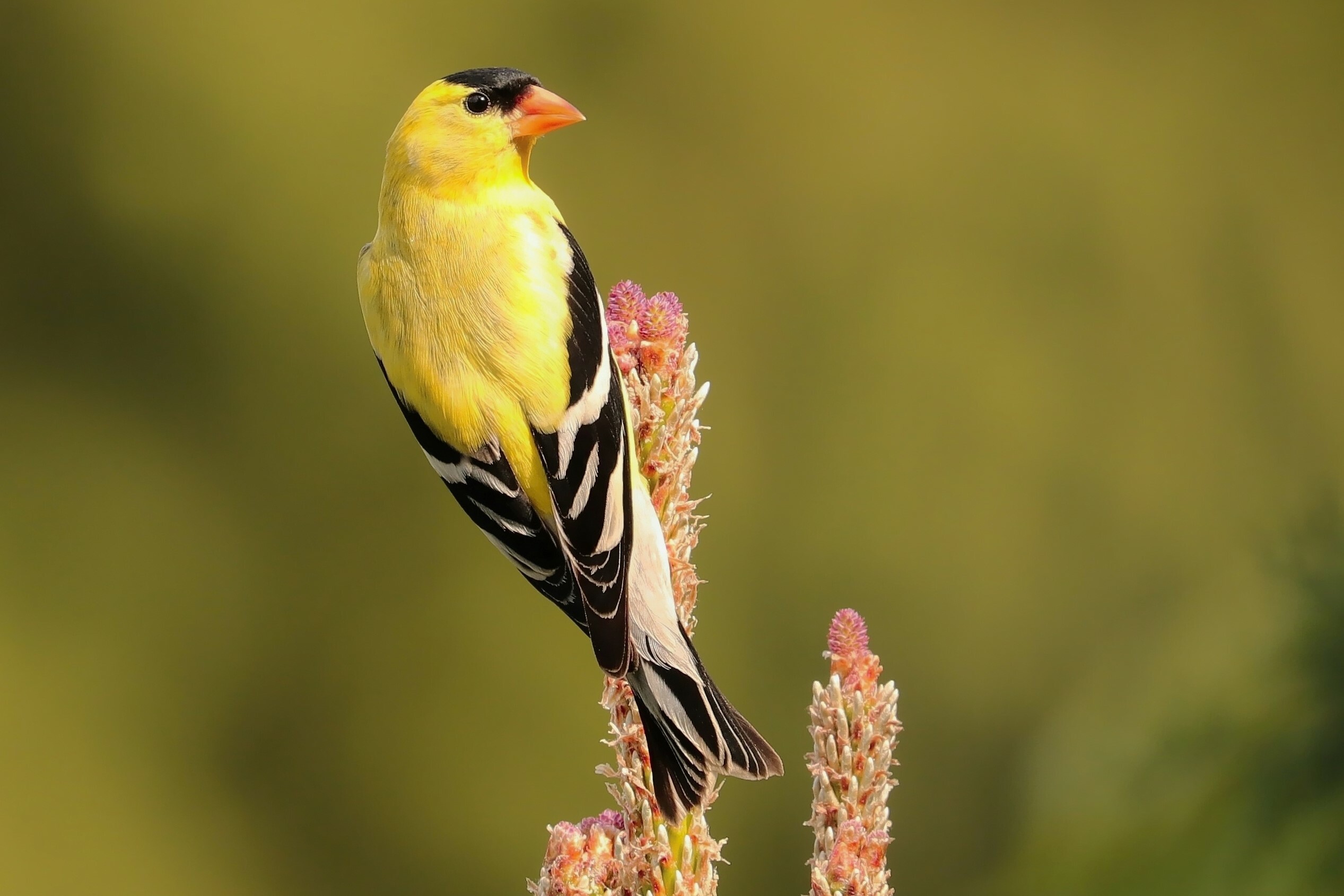 American Goldfinches