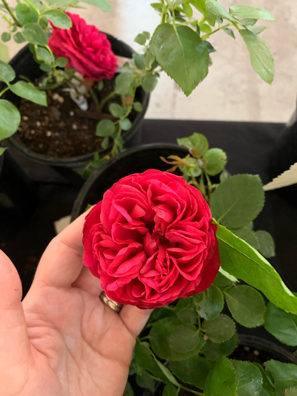 Rose “Red Eden” Climbing Rose- 2 Gallon Own Root. Pickup Only.
