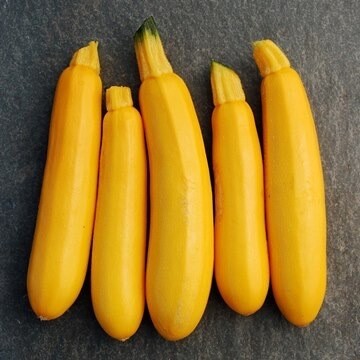 Yellow Zucchini - 15 lbs