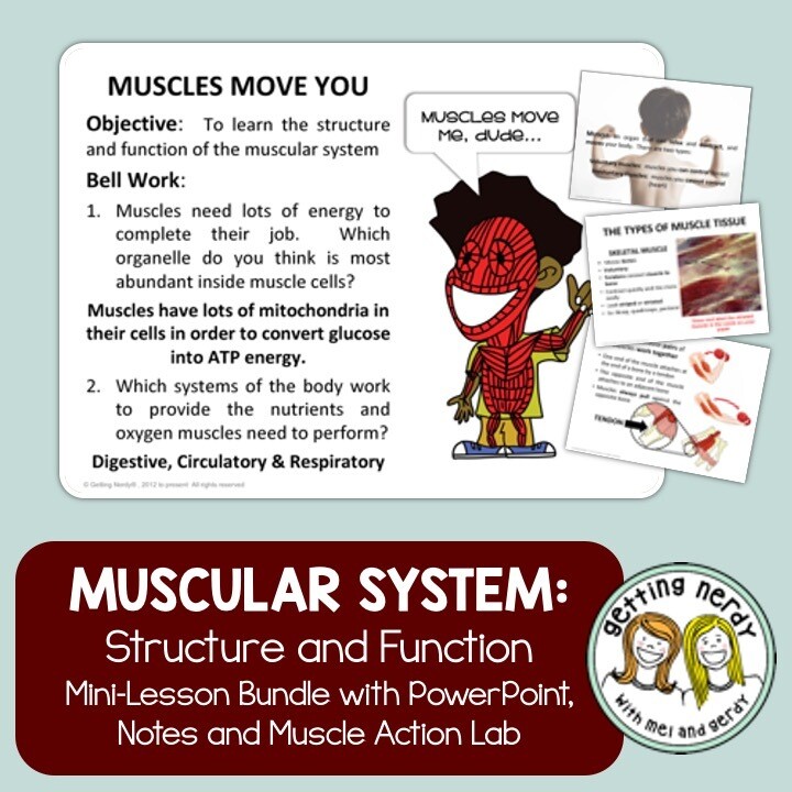 Muscular System - Human Body PowerPoint, Notes, and Lab