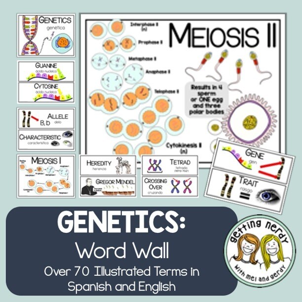 Genetics - Word Wall