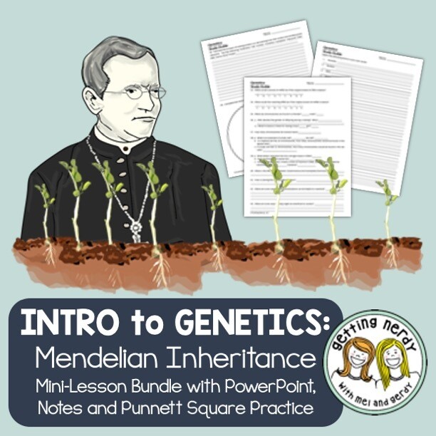 Punnett Squares - Mendel and Inheritance
