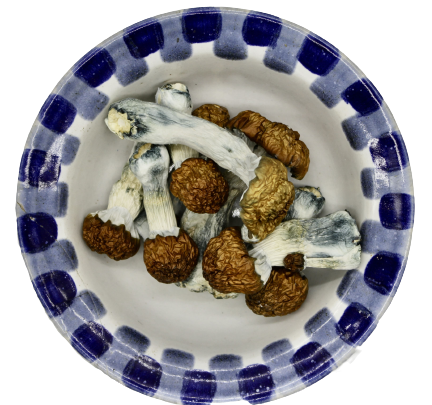 Blue Goba | Blue Pulaski Magic Mushrooms | Buy Online