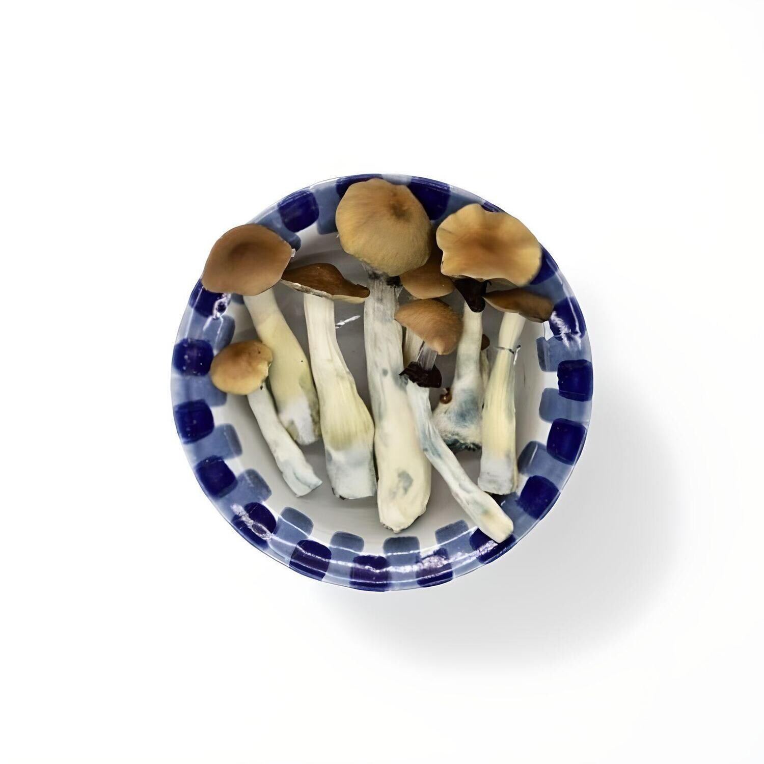Blue Goba | Blue Meanie Magic Mushrooms | Premium