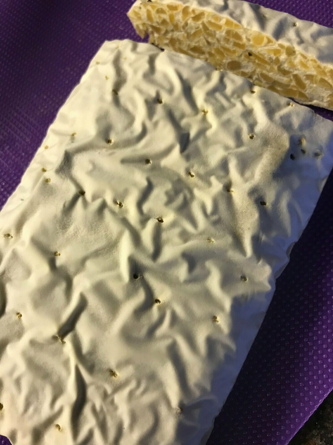 Tempeh starter 50 grams - organic