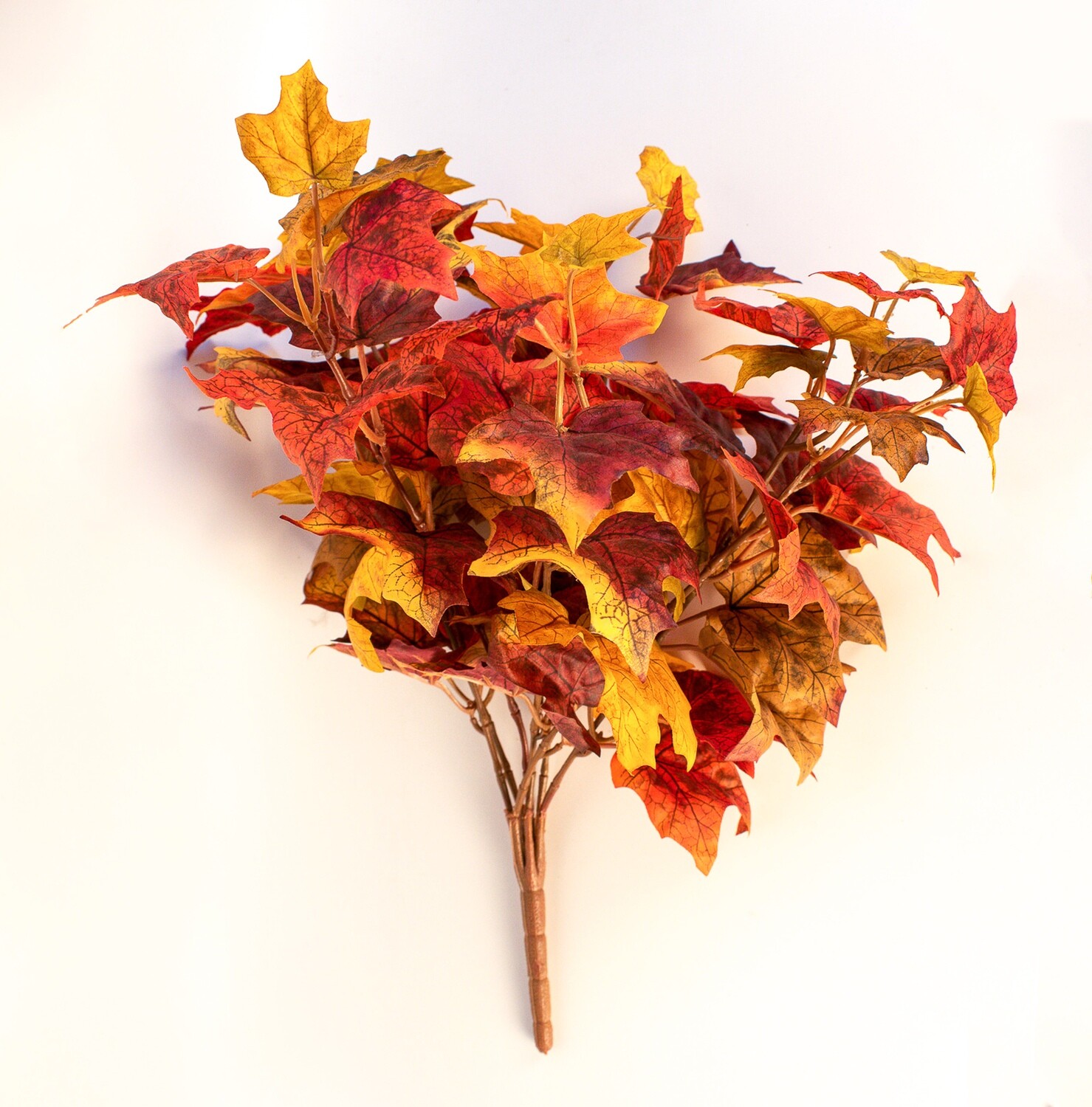 Acero cespuglio autunnale