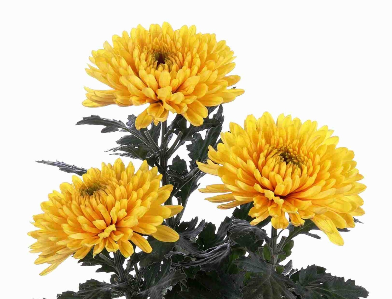 Chrysanthemum
