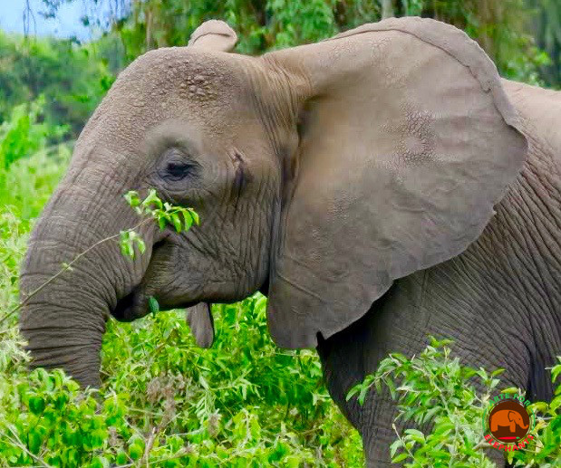 Elephant Smile- Original Photo 5 x 7 Card