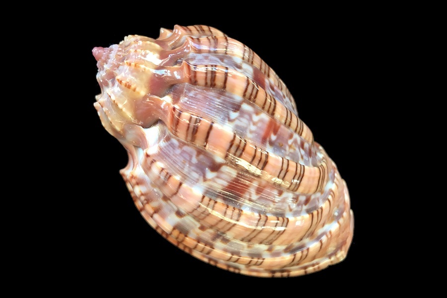 Harpidae