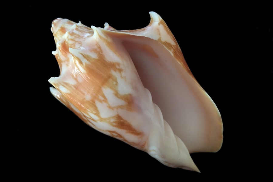 Volutidae