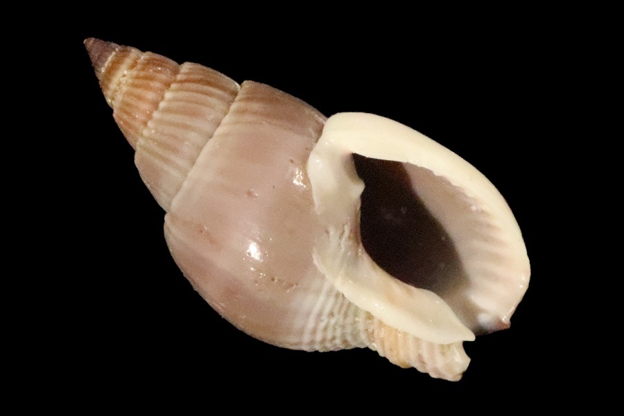 Nassariidae