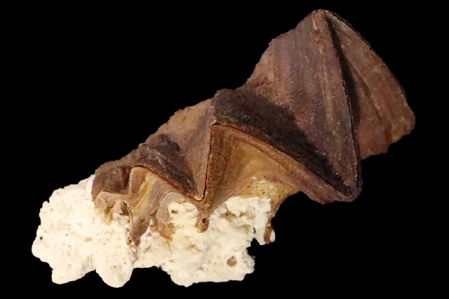 Lopha cristagalli