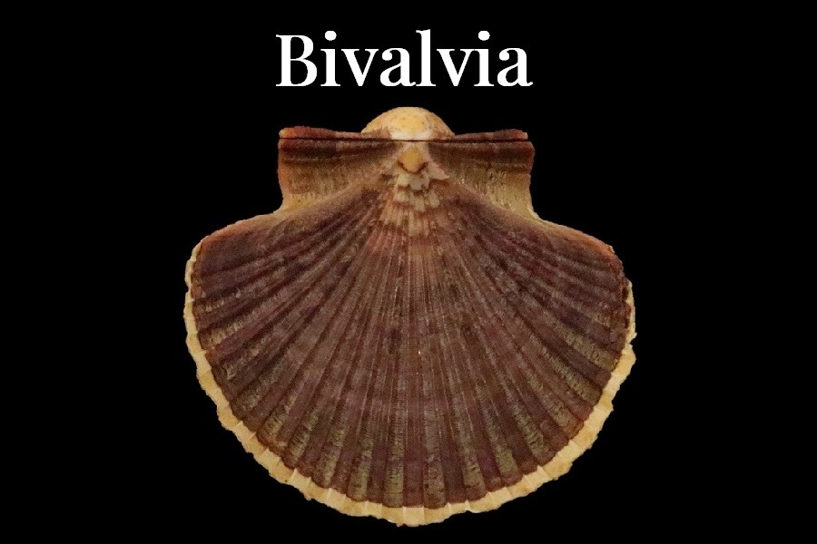 Bivalvia