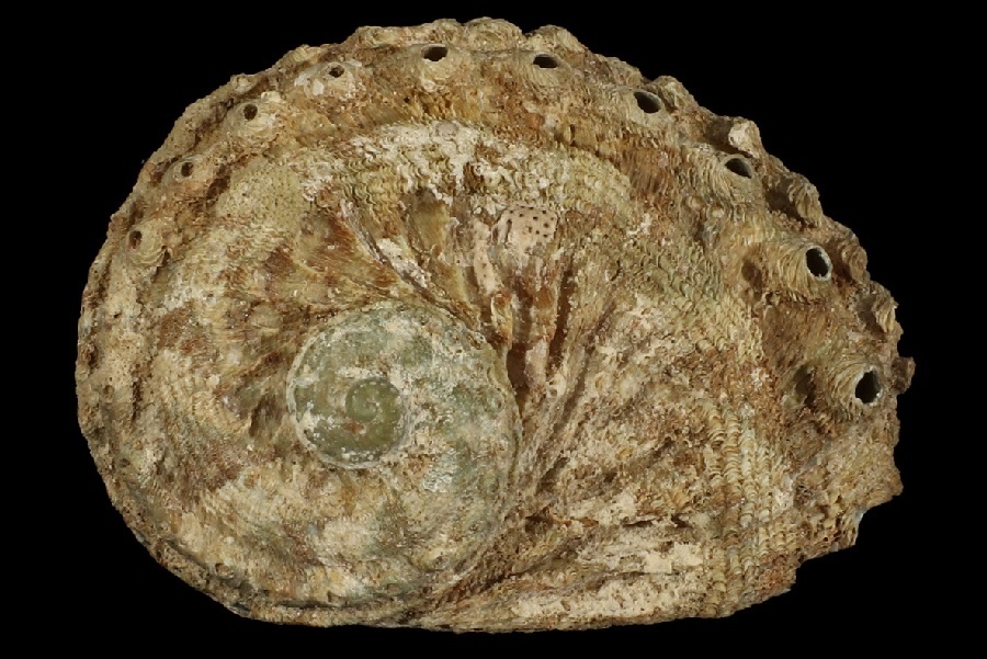 Haliotis scalaris