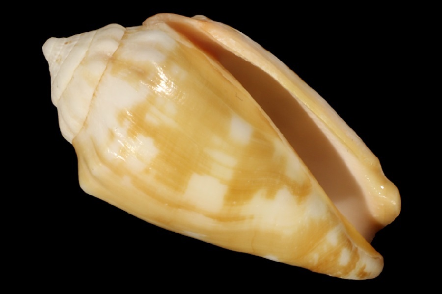 Conomurex coniformis