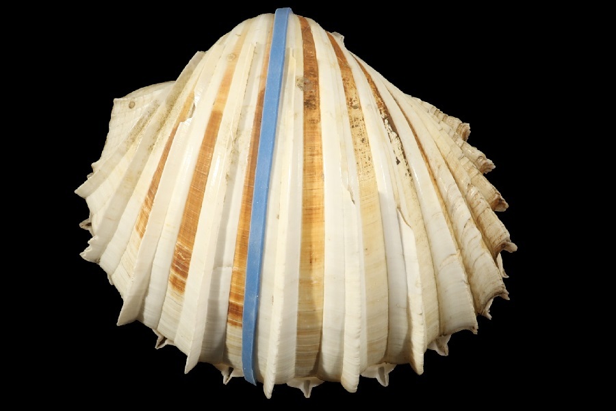 Cardium costatum