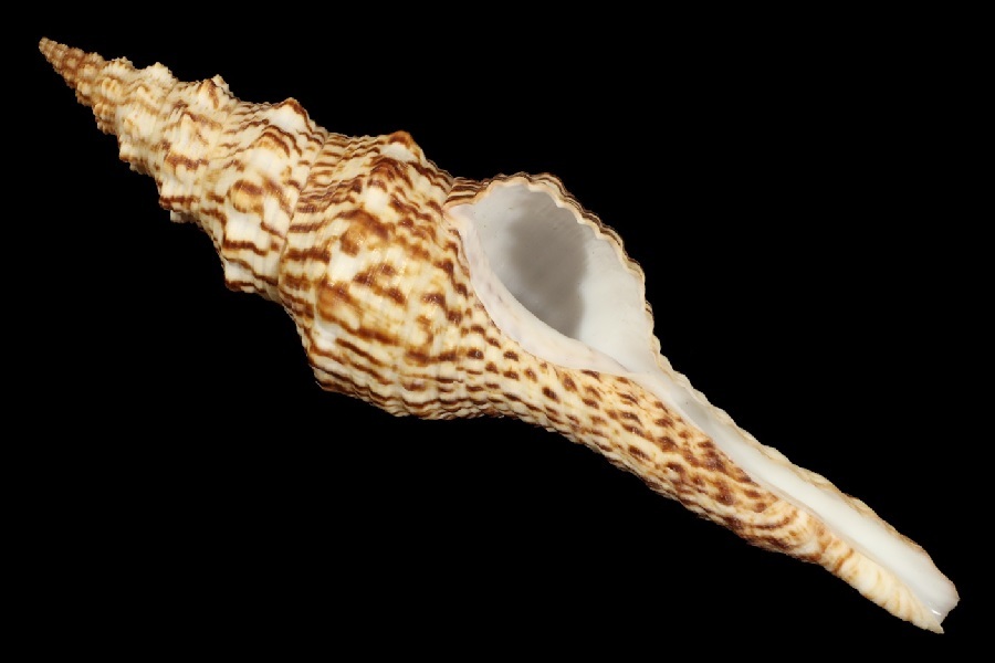 Marmorofusus nicobaricus