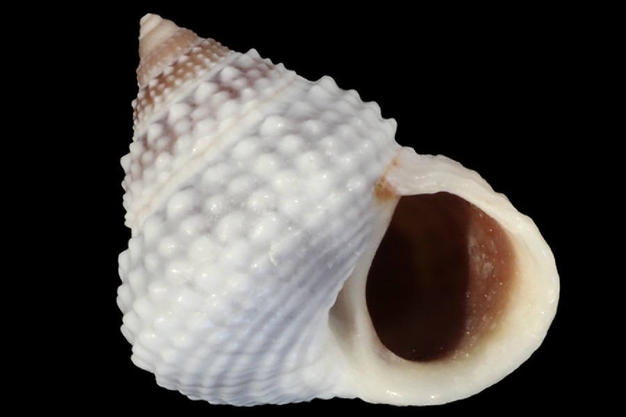 Tectarius muricatus