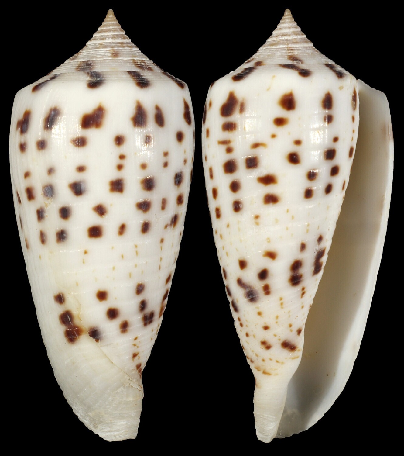 Chrysostoma paradoxum