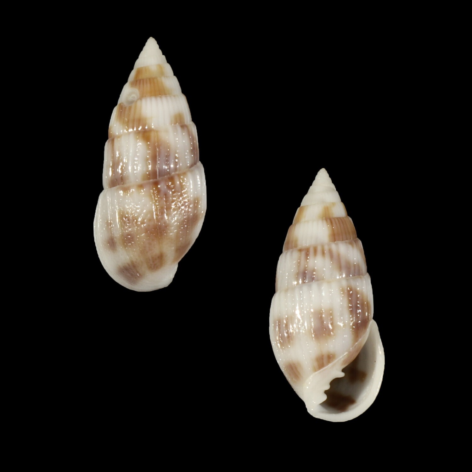 Chrysostoma paradoxum