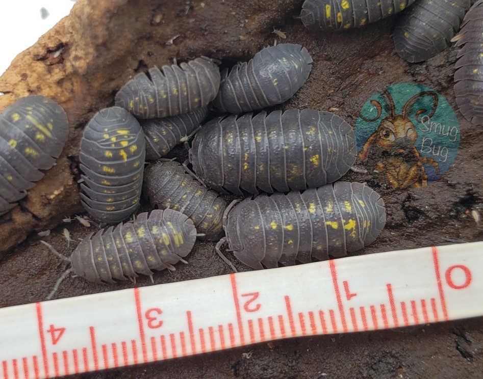 Armadillidium granulatum