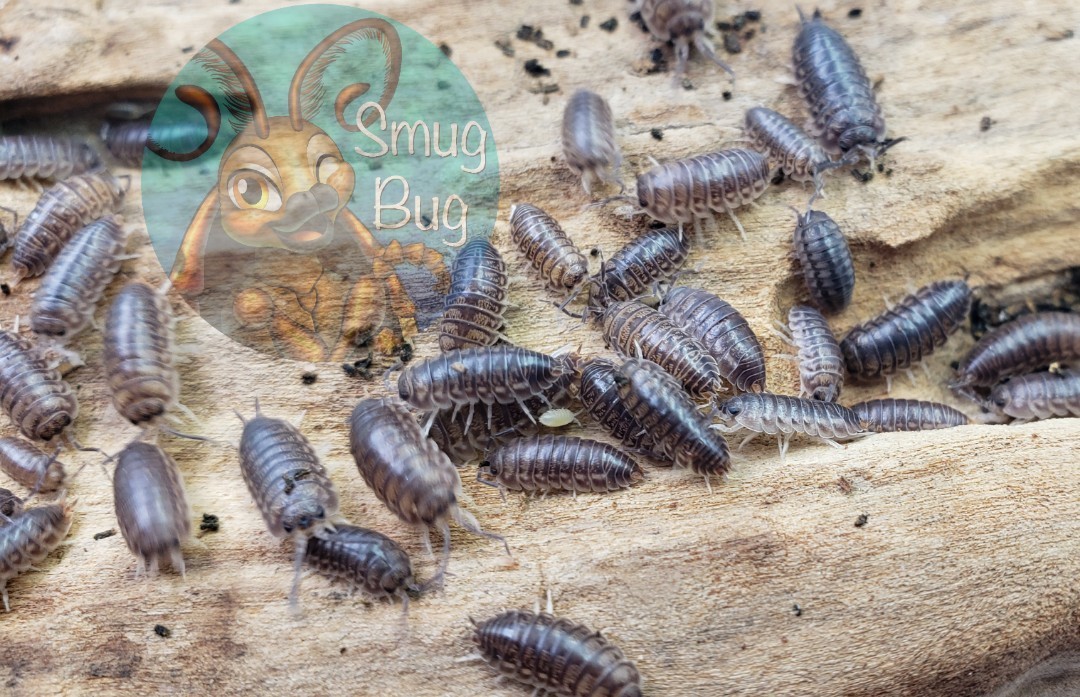 Cylisticus convexus "curly isopod"