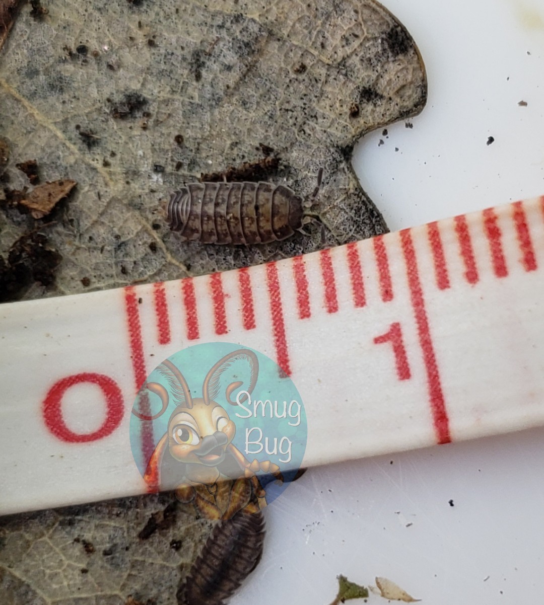 Nagurus cristatus "dwarf grey isopod"