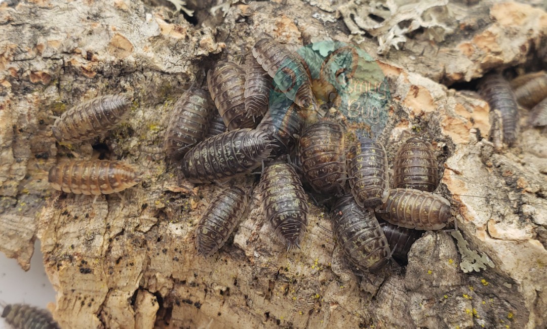 Oniscus asellus occidentalis