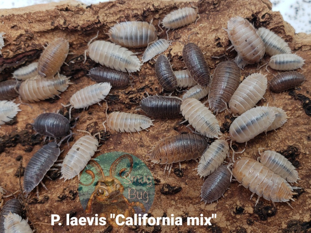 Porcellio laevis "California mix"