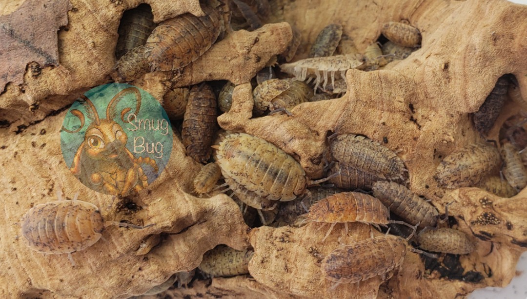 Porcellio scaber "Orin's calico"