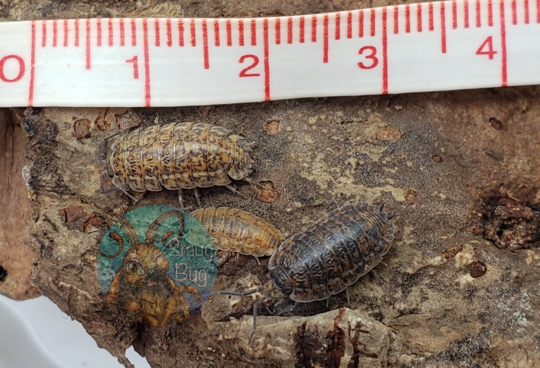 Trachelipus rathkii "Rathki's woodlouse"