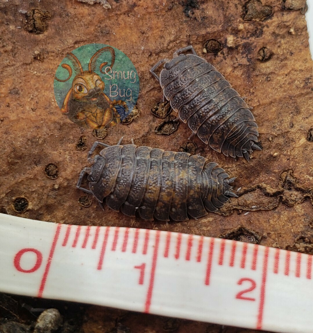Porcellio scaber "lava"