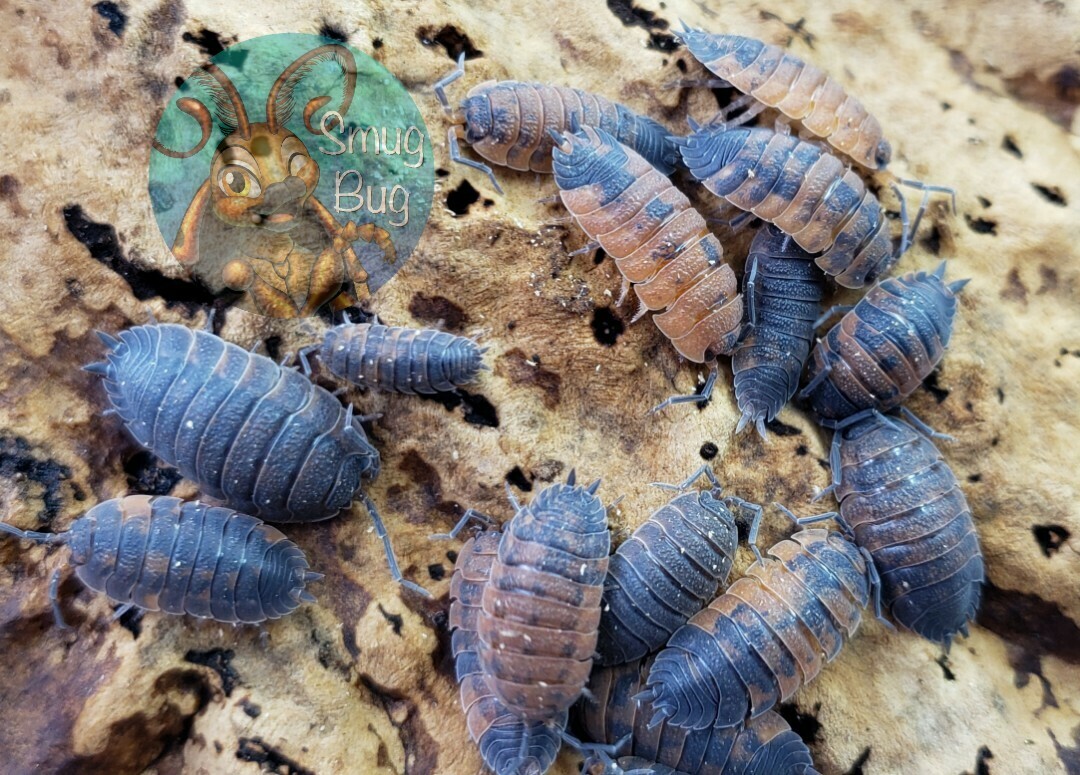 Porcellio scaber "lava"