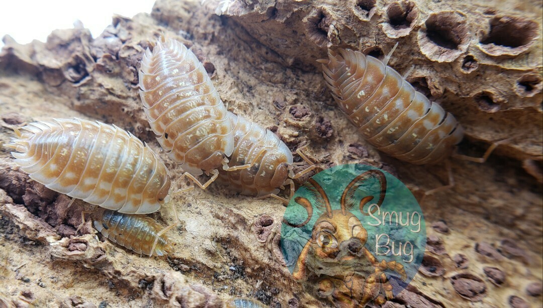 Oniscus asellus "maple orange, B.C. Canada"