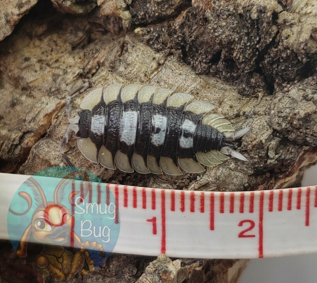 Porcellio expansus