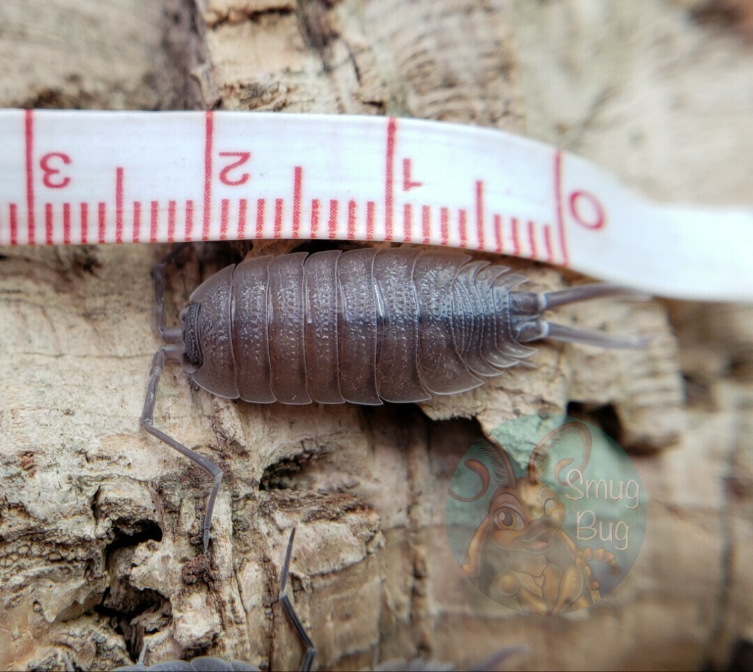 Porcellio sp. "Valencia"