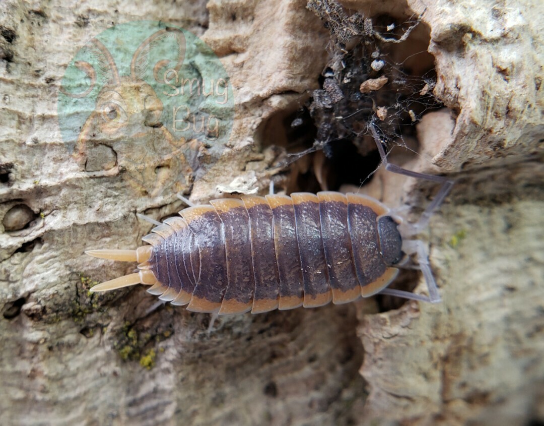 Porcellio sp. "Morocco, red edge"