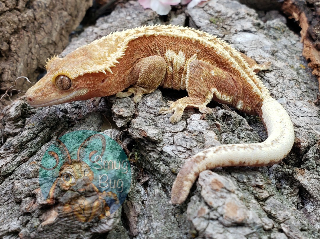 Geckos